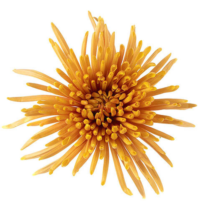 Master Your Fall Flower Potential | Florists' Review