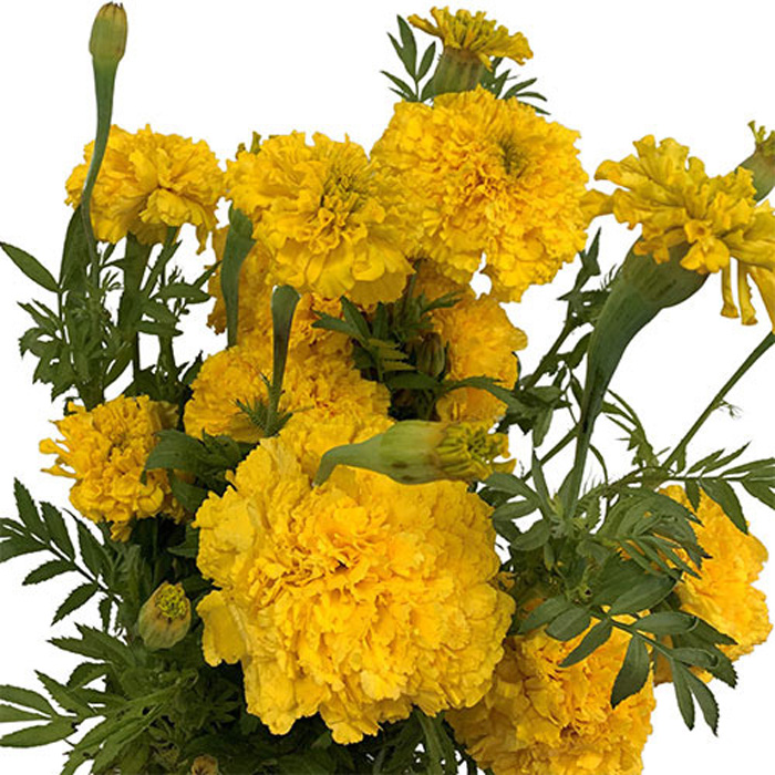 Master Your Fall Flower Potential | Florists' Review