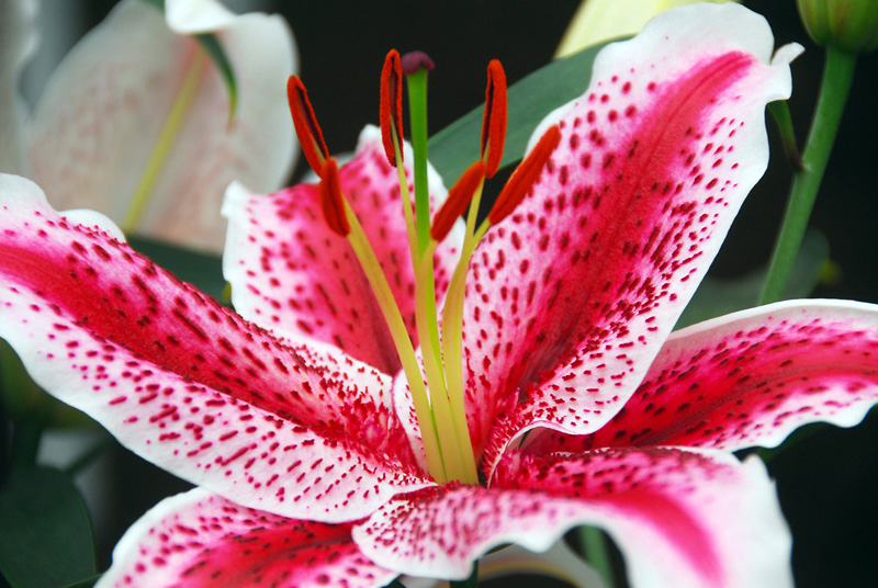 A Florist’s Guide To Lilies | Florists' Review