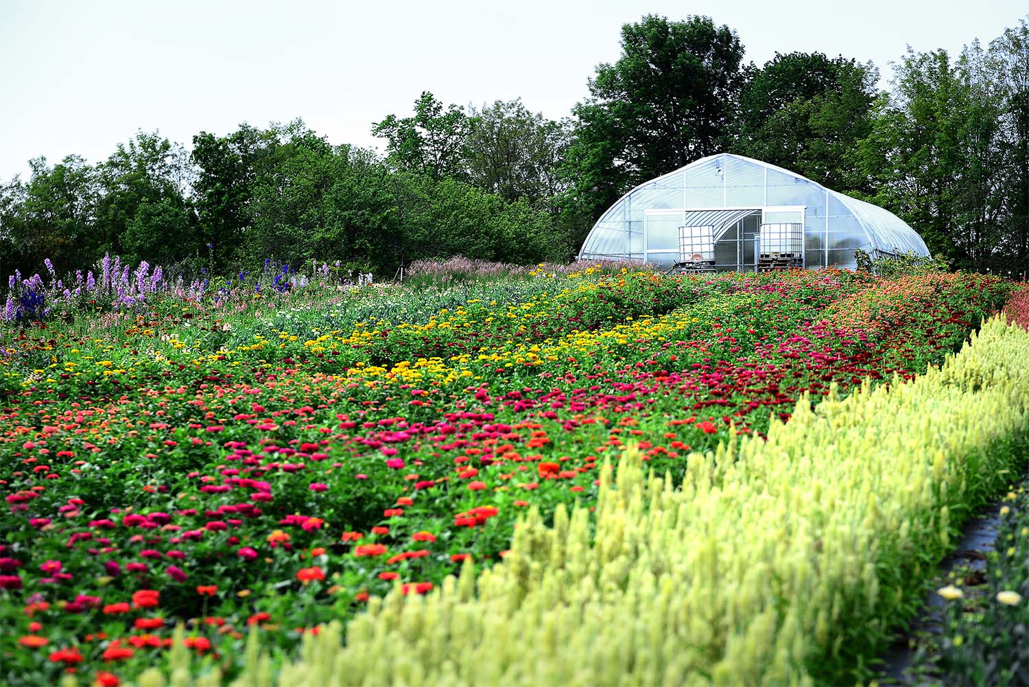 The International Floral Industry | Florists' Review