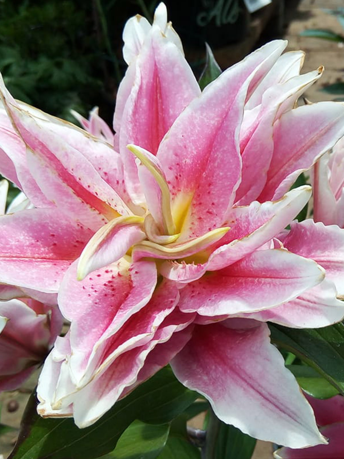 The Beautiful Roselily | Florists' Review