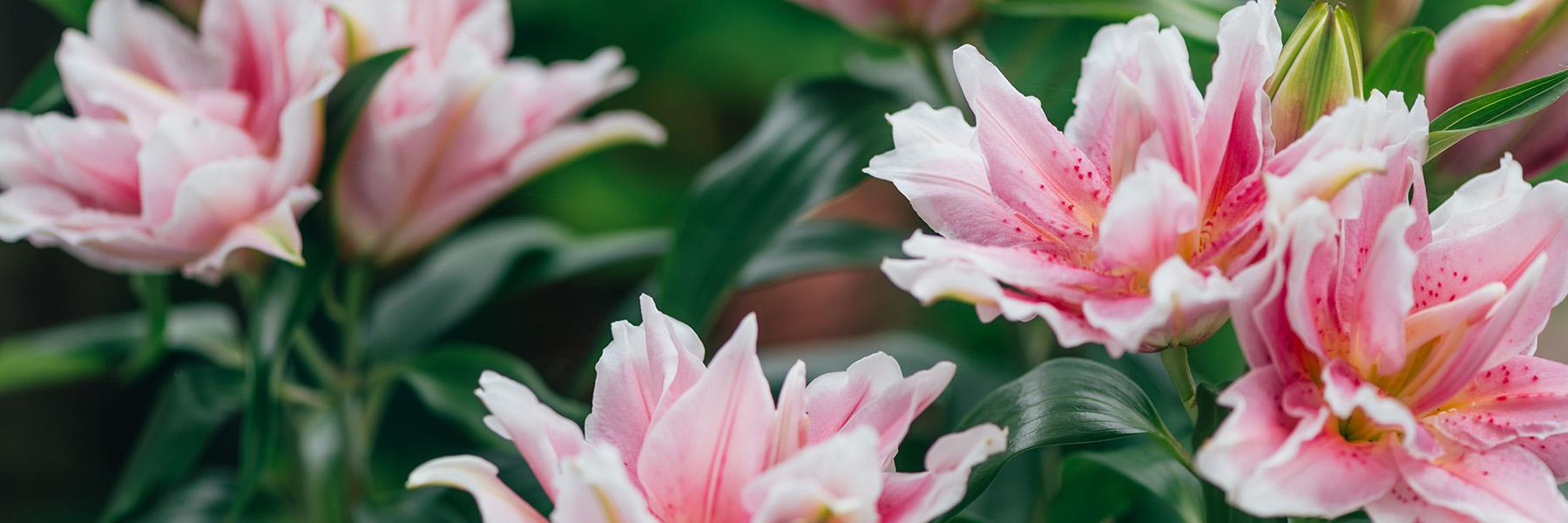 Rio Rose Lilies the Gold Standard of Double Lilies | Florists' Review