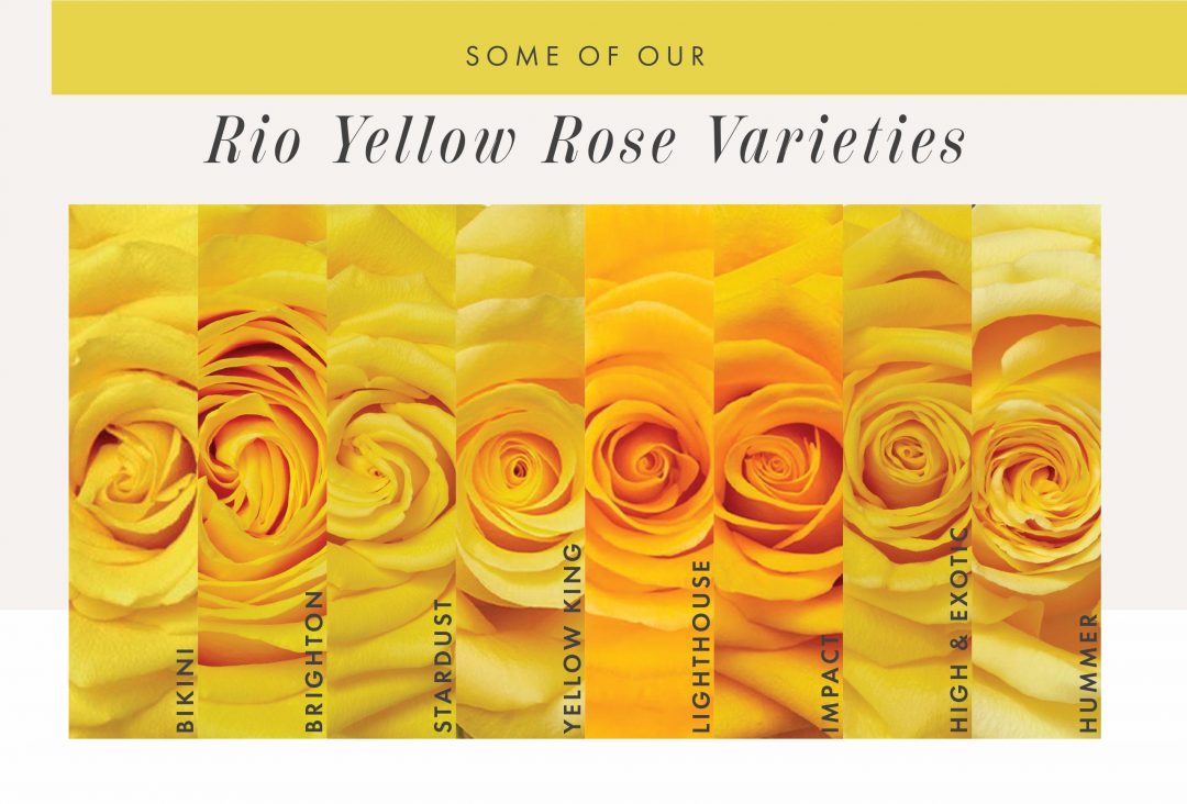 Rio Roses Introduces Two New Yellow Rose Varieties | Florists' Review