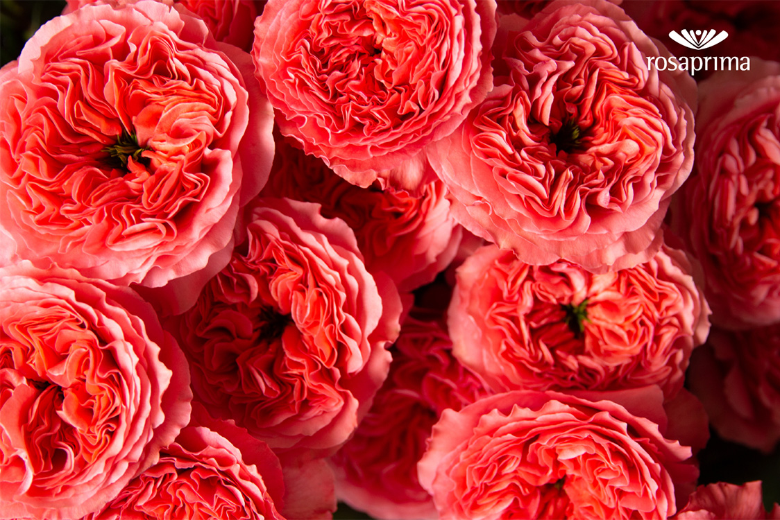 Introducing two new pink varieties from Rosaprima: Candy X-Pression ...