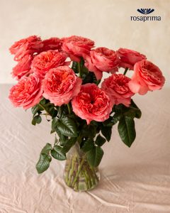 Introducing two new pink varieties from Rosaprima: Candy X-Pression ...