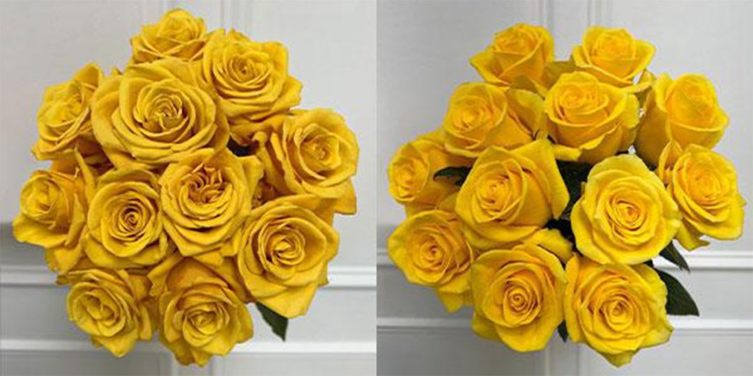 Rio Roses Introduces Two New Yellow Rose Varieties | Florists' Review