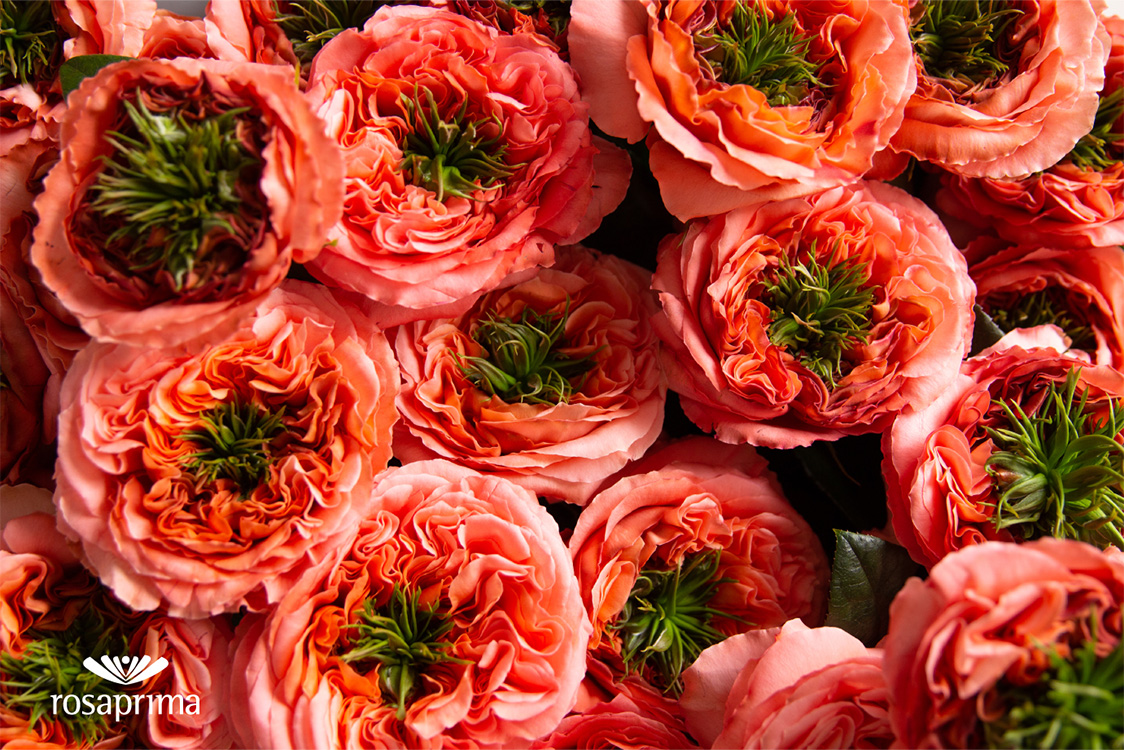 Introducing two new pink varieties from Rosaprima: Candy X-Pression ...