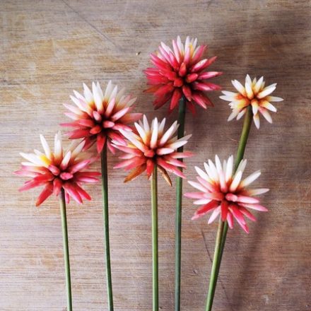 The Inírida flowers: A story of resilience and sustainability ...