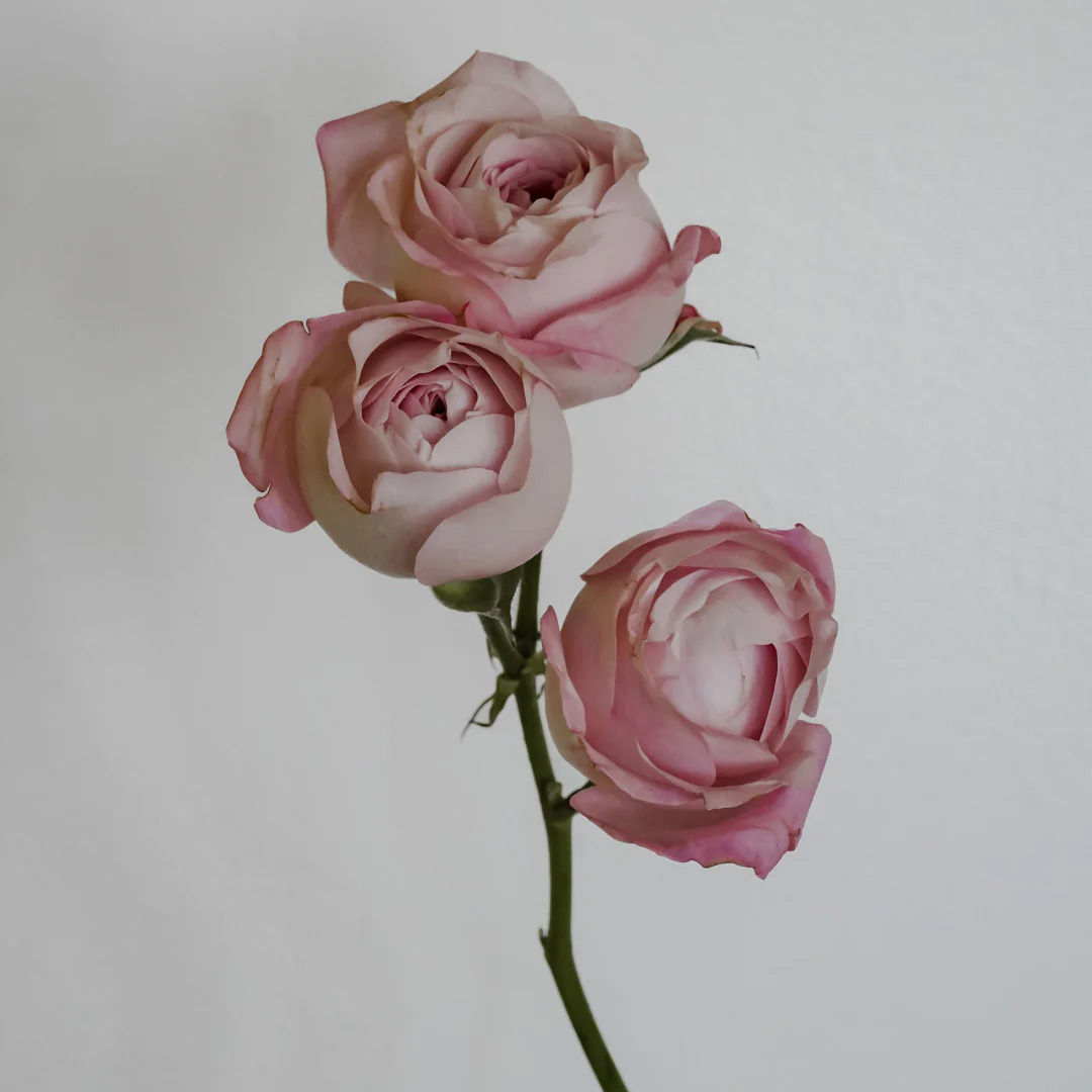 Cut Rose Varieties You Should Try in 2023 | Florists' Review