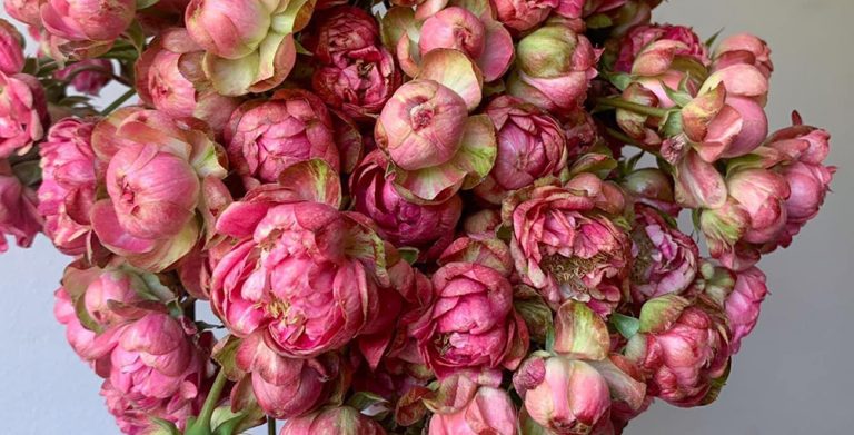 Cut Rose Varieties You Should Try in 2023 | Florists' Review