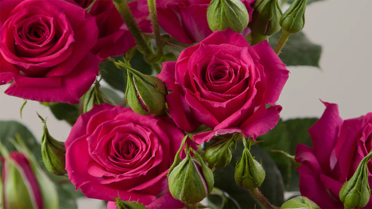 Let Your Personality Bloom: Rosaprima Spray Roses | Florists' Review