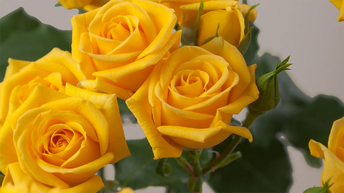 Let Your Personality Bloom: Rosaprima Spray Roses | Florists' Review