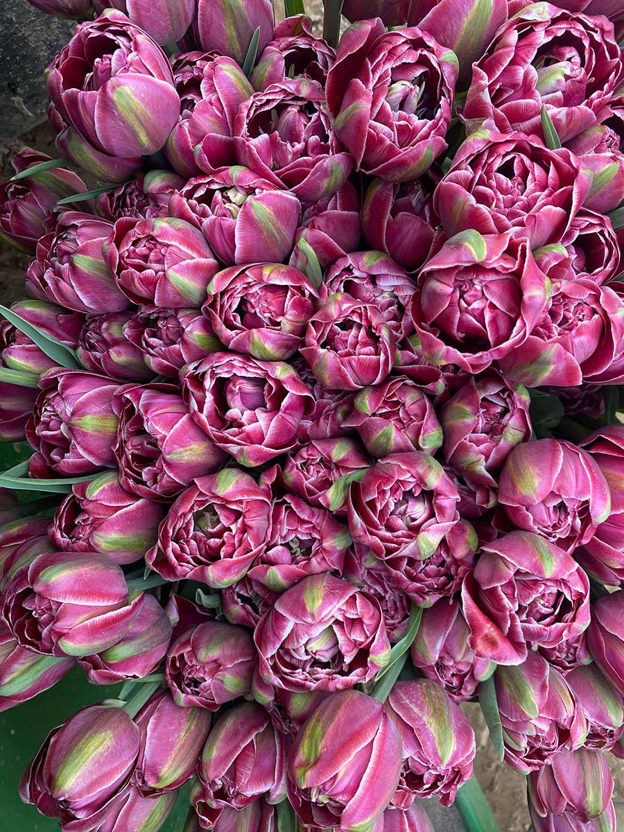 ASCFG Announces 2023 Cut Flowers of the Year | Florists' Review