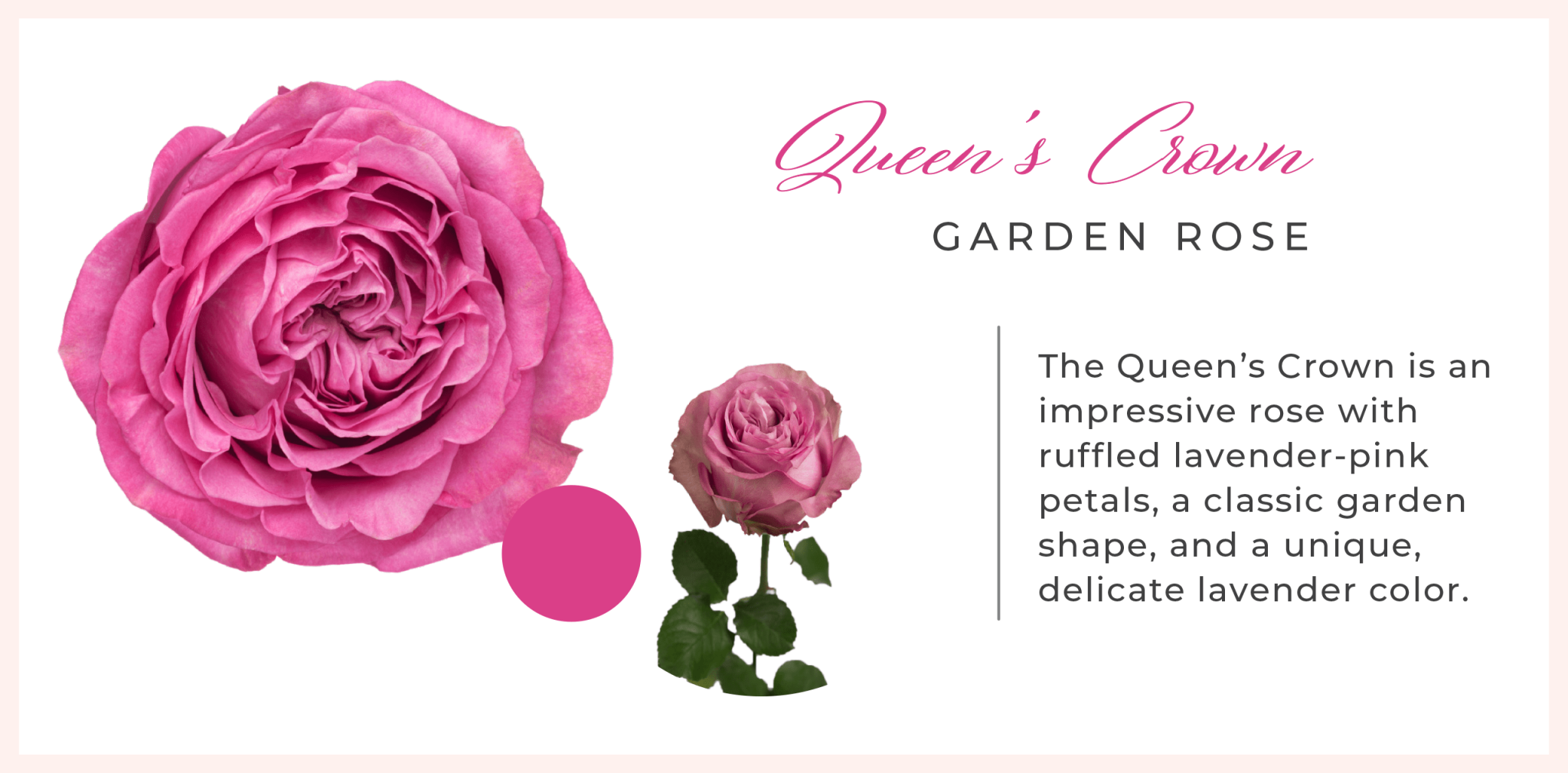 Rio Roses New Garden Rose Varieties | Florists' Review