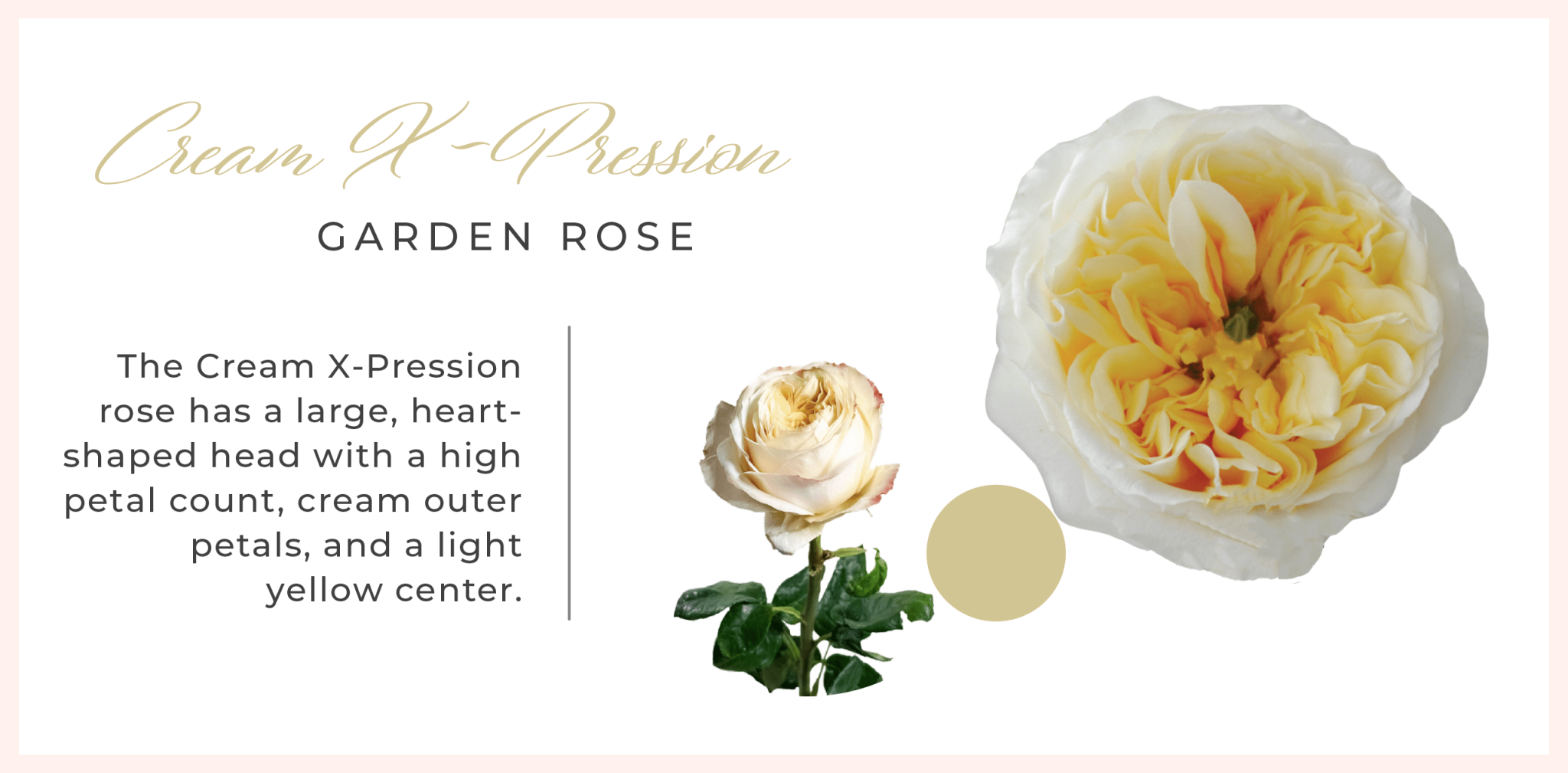 Rio Roses New Garden Rose Varieties | Florists' Review