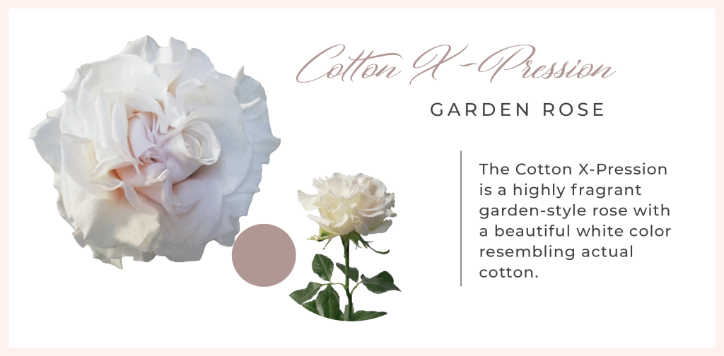 Rio Roses New Garden Rose Varieties | Florists' Review