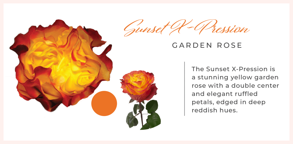 Rio Roses New Garden Rose Varieties | Florists' Review