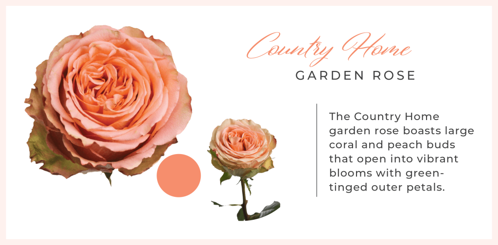 Rio Roses New Garden Rose Varieties | Florists' Review