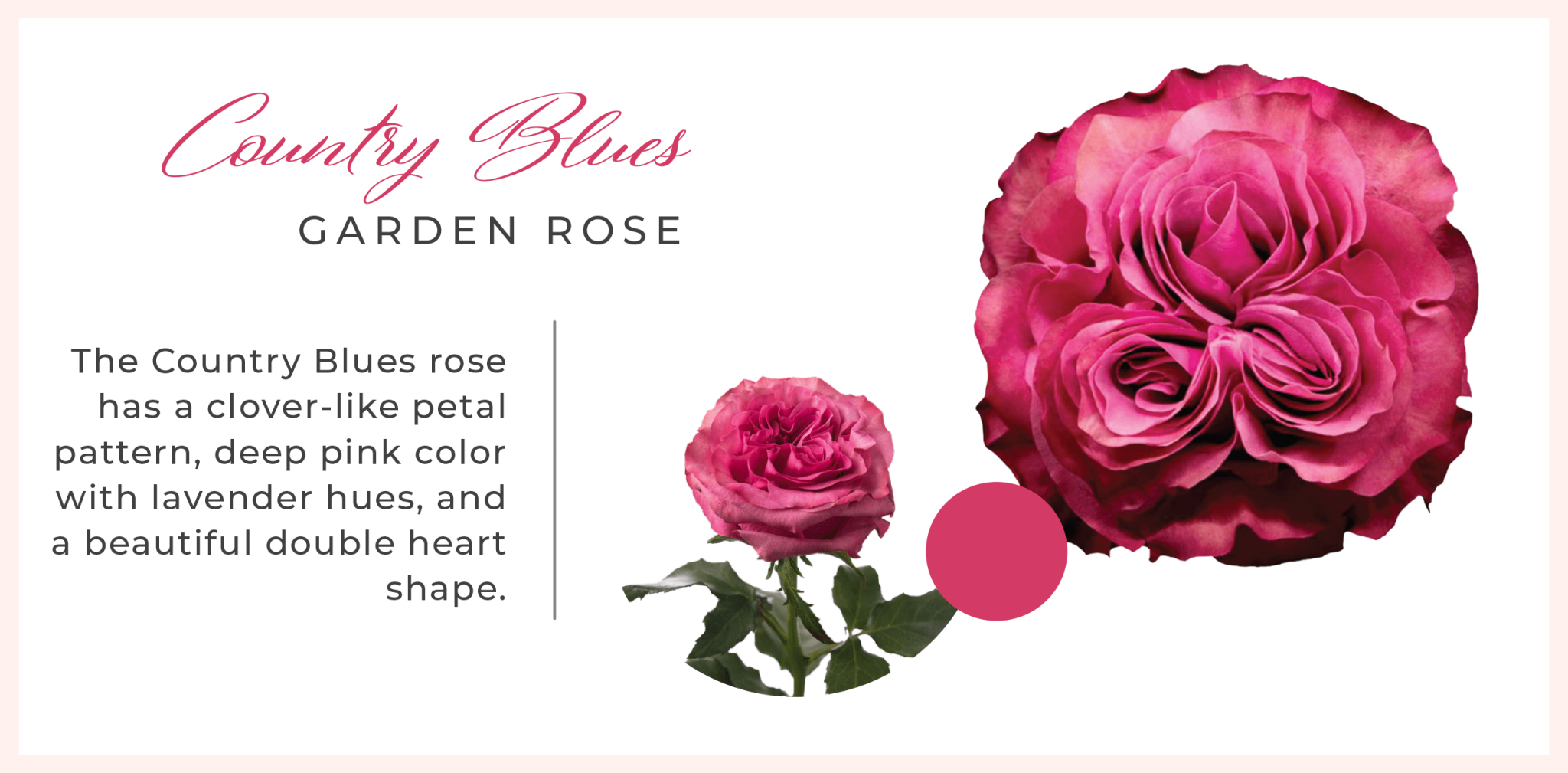 Rio Roses New Garden Rose Varieties | Florists' Review