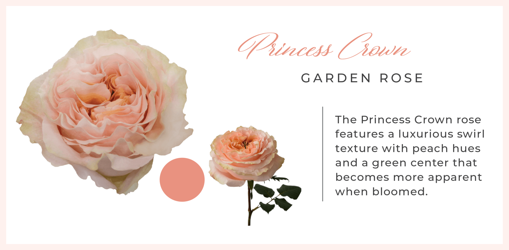 Rio Roses New Garden Rose Varieties | Florists' Review