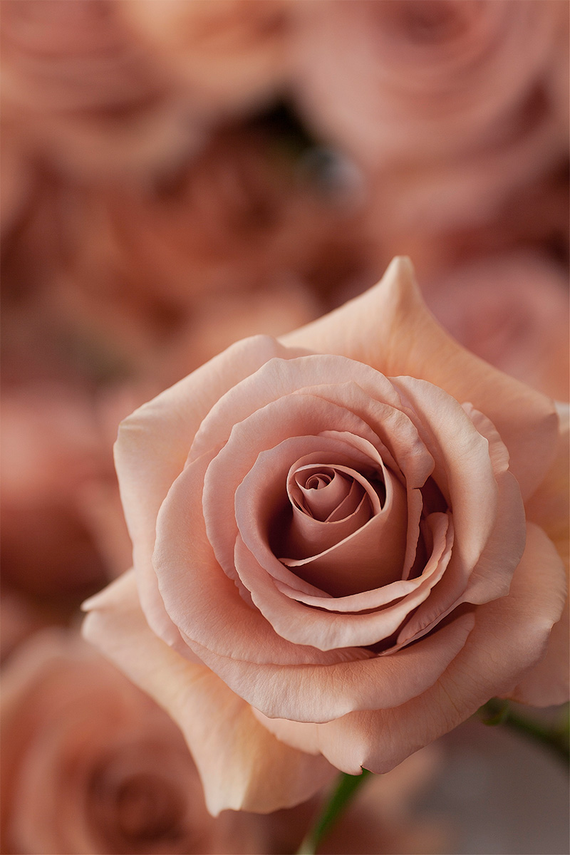 The Home of RP Moab | Florists' Review