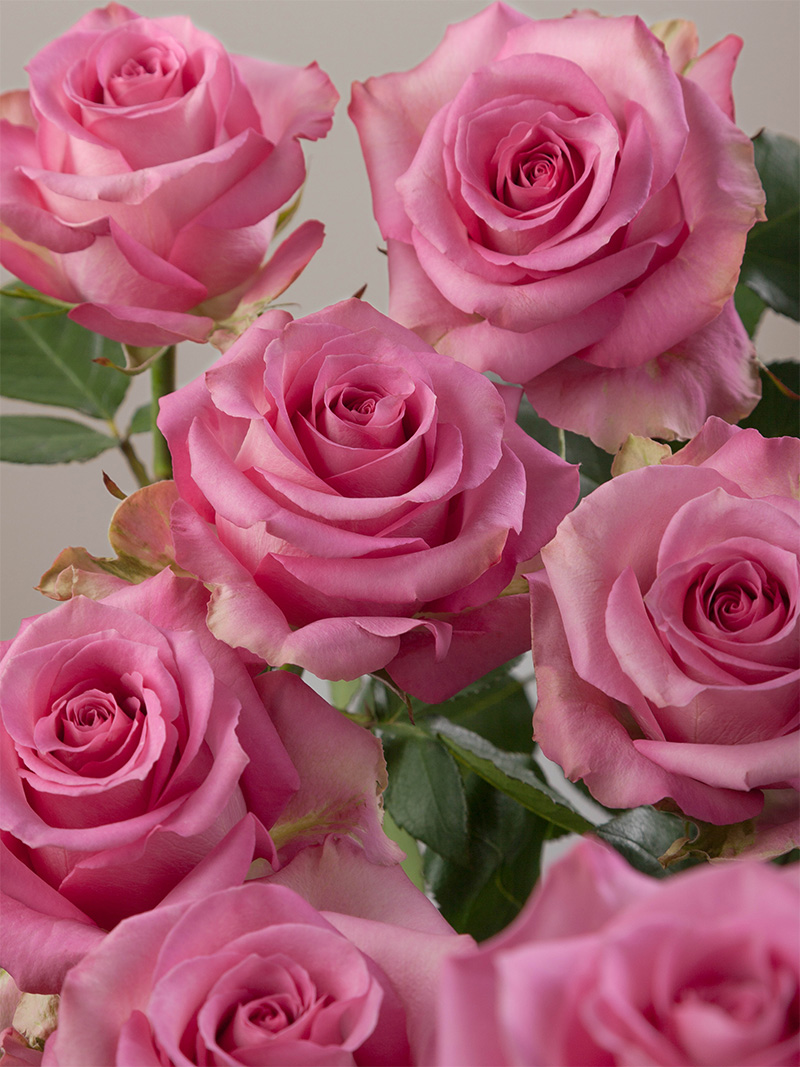 Rosaprima Adds Three New Rose Varieties to its Collection | Florists ...