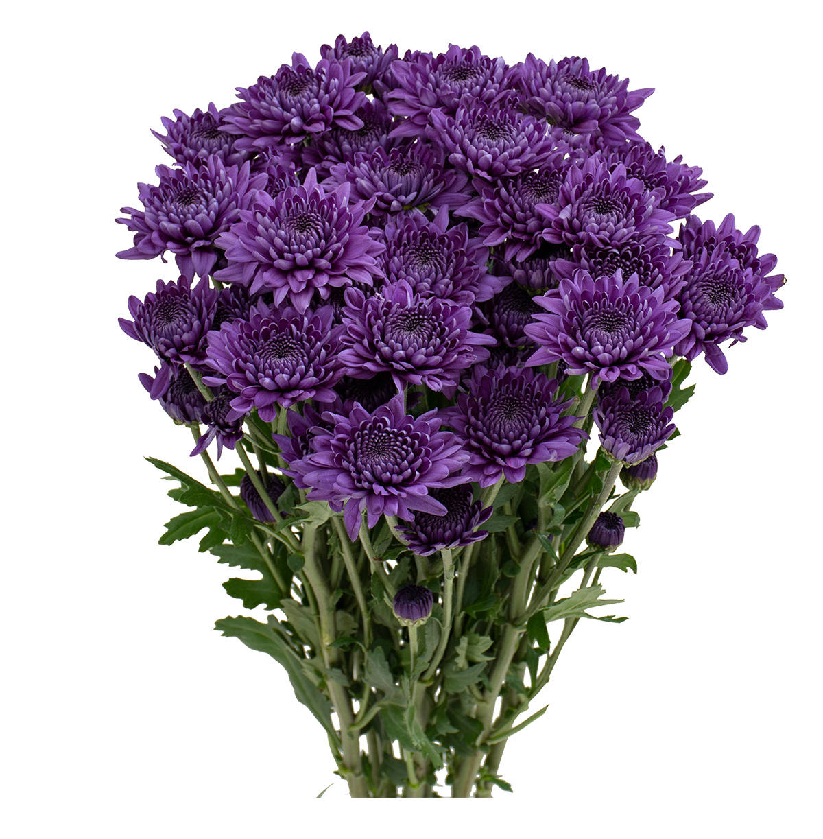 Suntory Flowers Launches “BluOcean” Chrysanthemum in North America ...