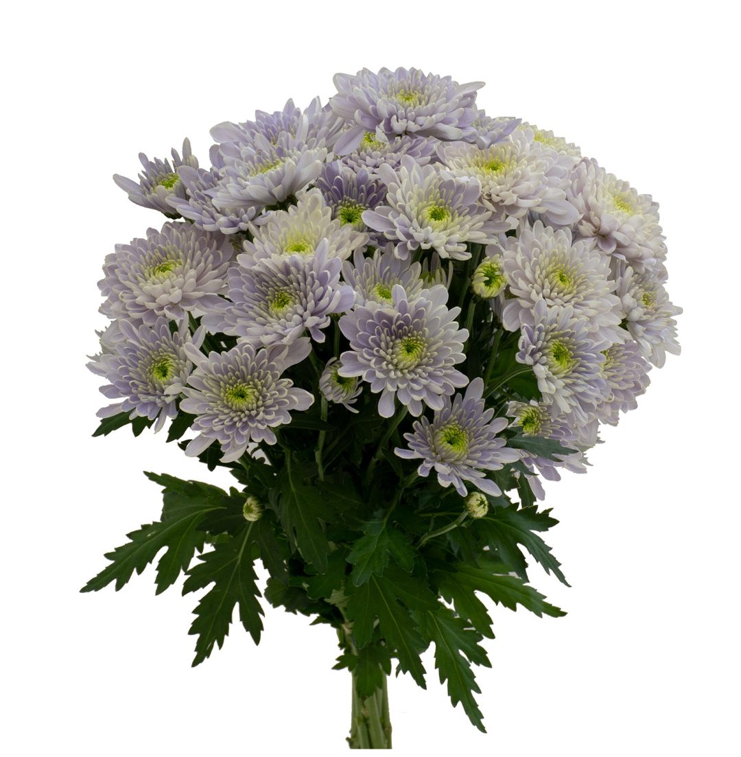 Suntory Flowers Launches “BluOcean” Chrysanthemum in North America ...
