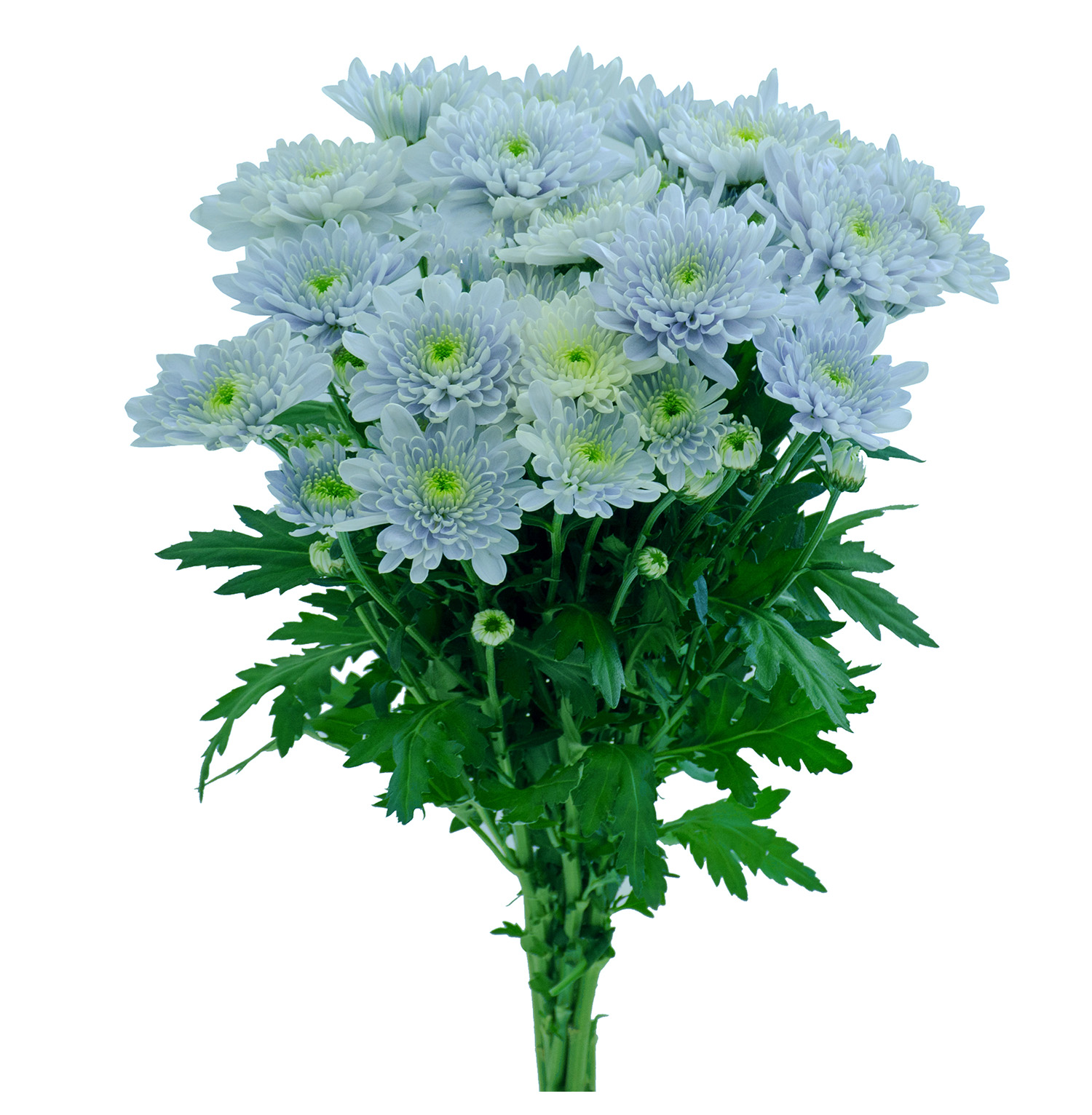 Suntory Flowers Launches “BluOcean” Chrysanthemum in North America ...