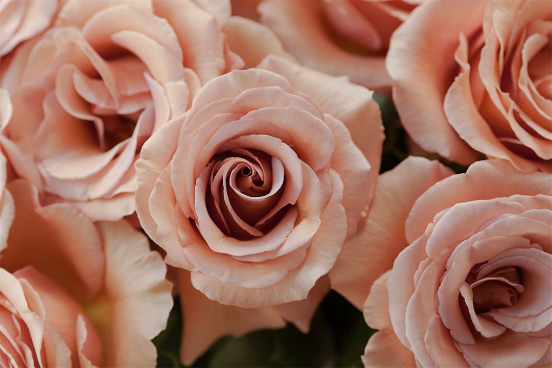 Peach Fuzz was named the Pantone Color of the Year for 2024 | Florists ...