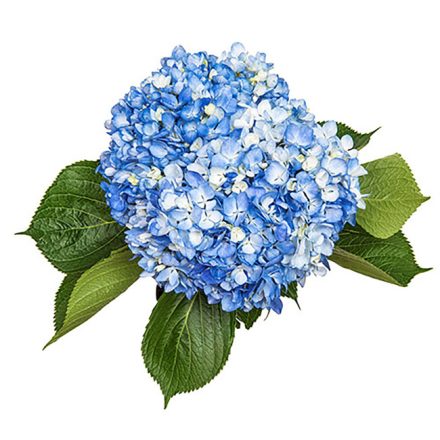 American Floral Trends Forecast 2024 | Florists' Review