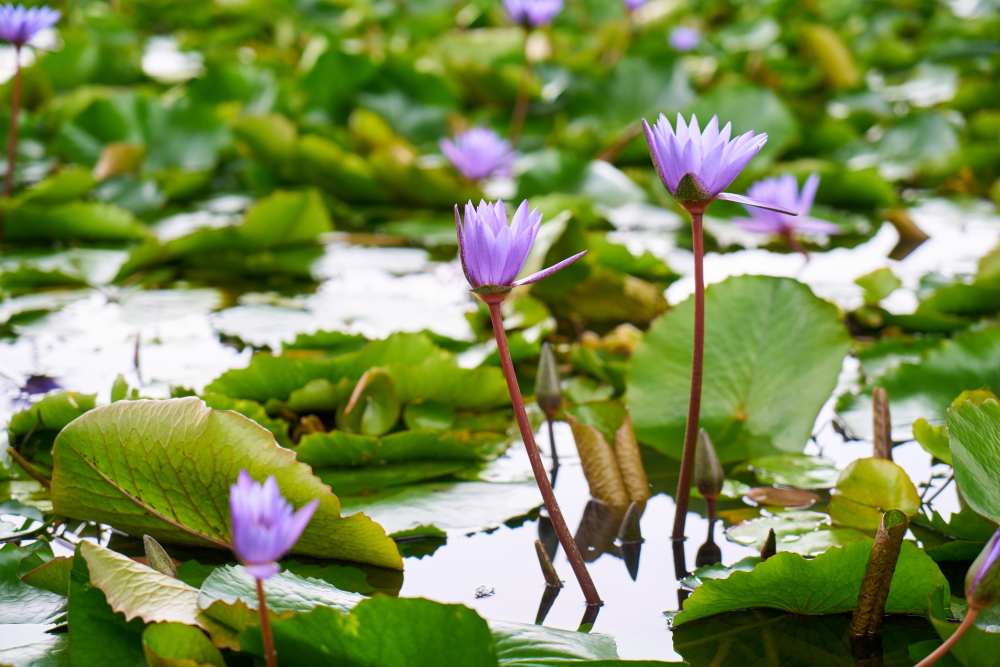 Flowers grown floating on polluted waterways can help clean up nutrient ...