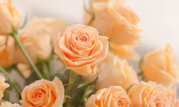 peach roses | Florists' Review